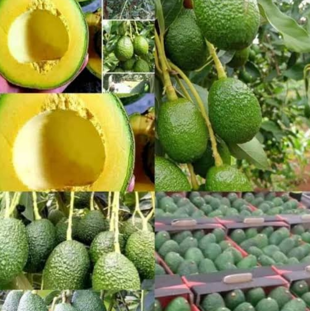 Avocado – Arabian Organics