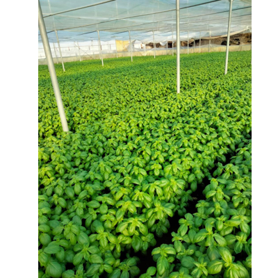 Basil - Kenya – Arabian Organics