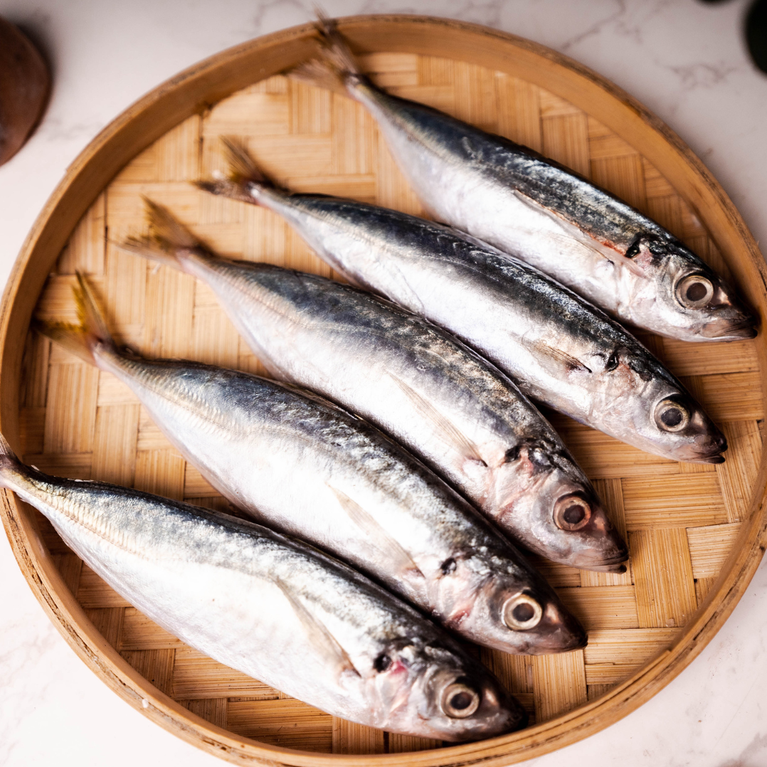 ROUND SCAD – Arabian Organics