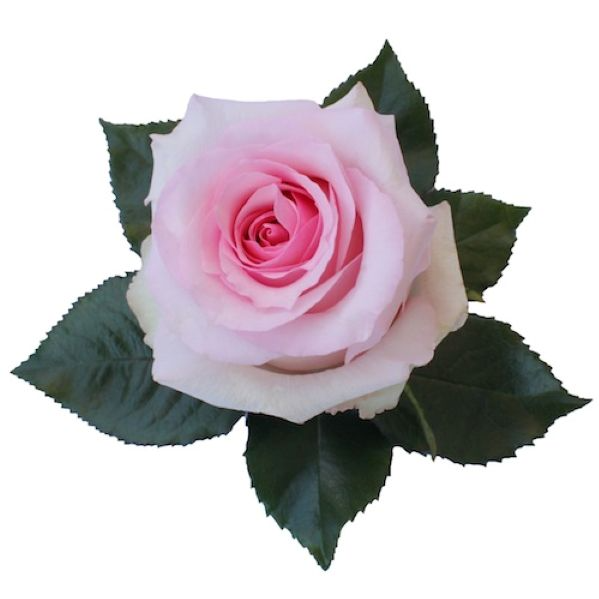 Nena Rose – Premium Fresh Cut Pink Rose (40–50 cm Stem) – Arabian Organics