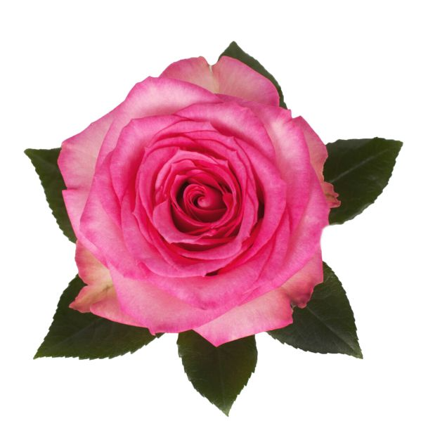 Sweet Unique Rose – Premium Fresh Cut Rose (40–60 cm Stem) – Arabian ...