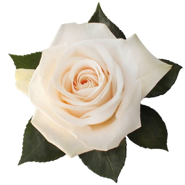 Vendela Rose – Premium Fresh Cut Ivory Rose (40–60 cm Stem) – Arabian ...