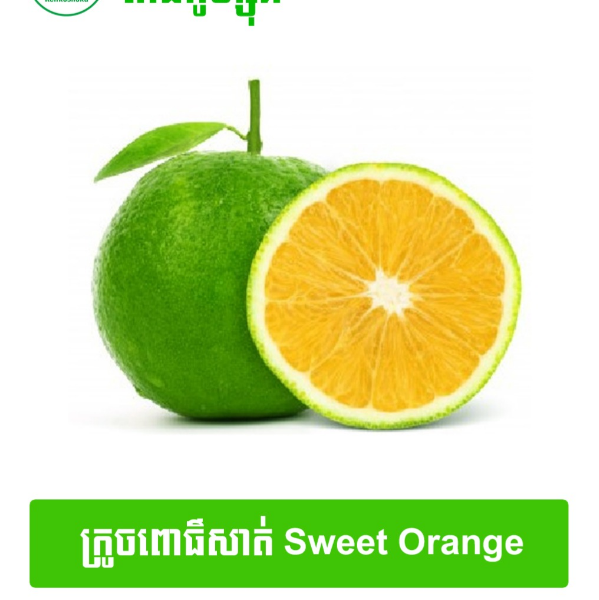Sweet Orange – Arabian Organics