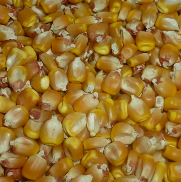 Grainy Maize – Arabian Organics