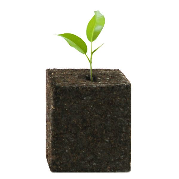 Coco Cube – Arabian Organics