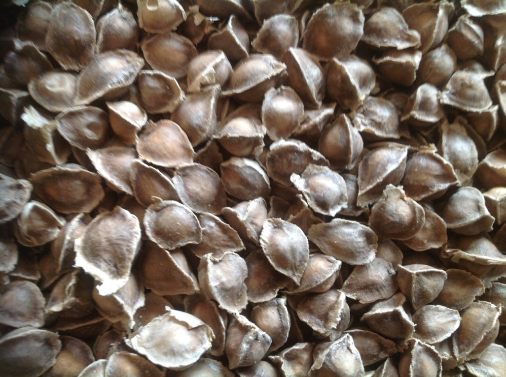 Moringa Seed – Arabian Organics