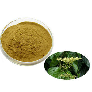 Organic Hadjod Powder – Arabian Organics