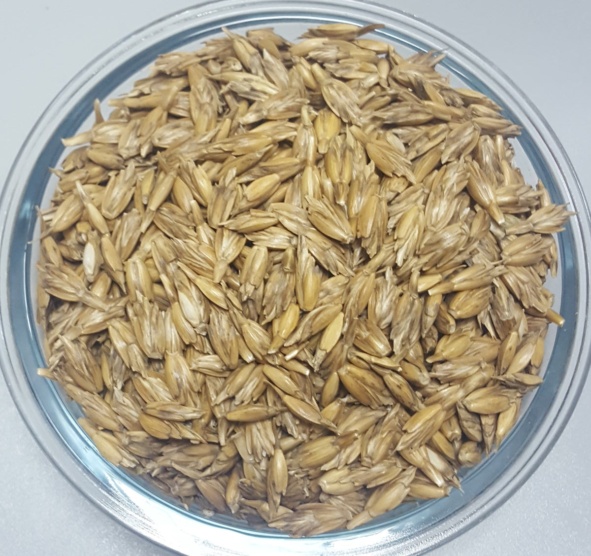 ORGANIC SPELT UNHULLED – Arabian Organics