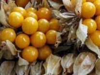 GOLDEN BERRY – Arabian Organics